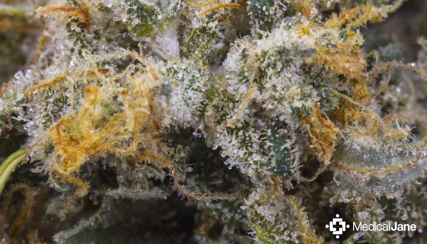 White Widow | HD Gallery | Image #2